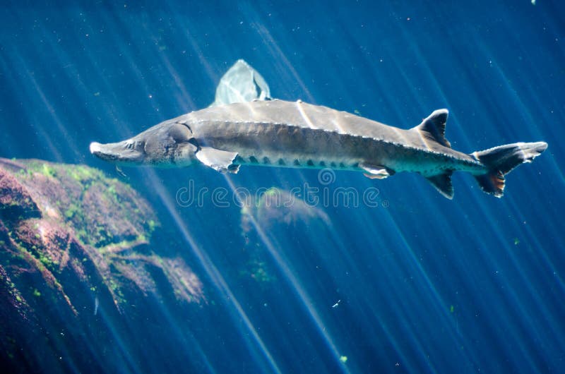 13,486 Jesiotr zdjęć stockowych - bezpłatne i z licencją Royalty Free ...