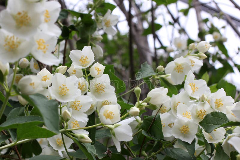 Jessamine stock photo. Image of gardens, exotic, green - 37372566