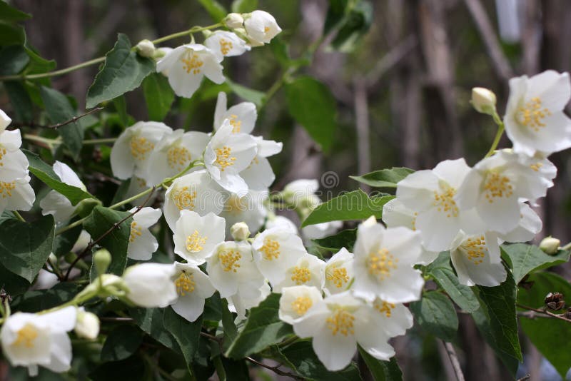 Jessamine stock photo. Image of bush, beautiful, elegance - 37372574