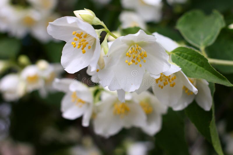 Jessamine stock photo. Image of freshness, beauty, fragile - 37372634