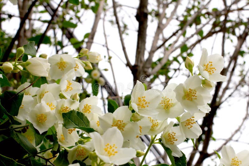 Jessamine stock photo. Image of delicate, beautiful, fresh - 37392654