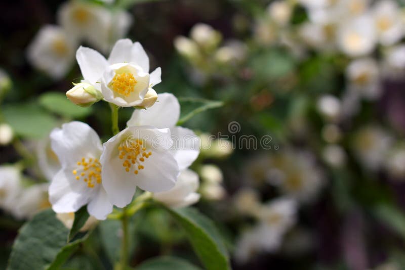 Jessamine stock image. Image of jasmine, exotic, jessamine - 37392681