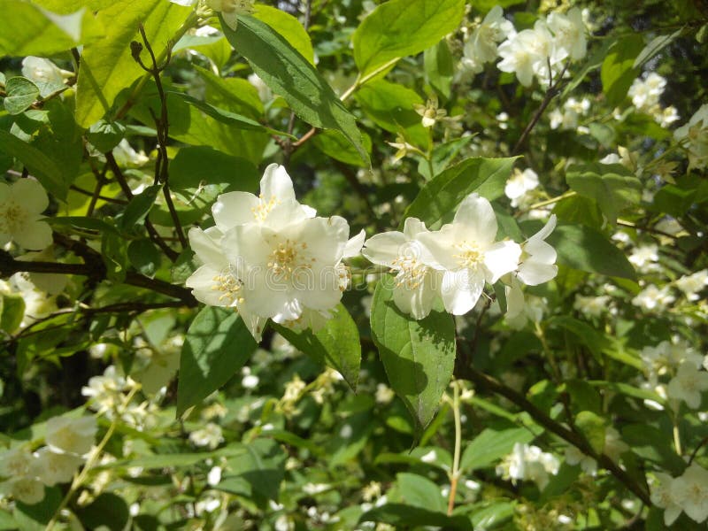 Jessamine stock image. Image of bloom, white, jessamine - 42833283