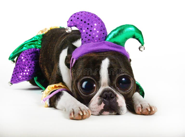 Jester dog stock photo. Image of pathetic, baby, cute - 1883614