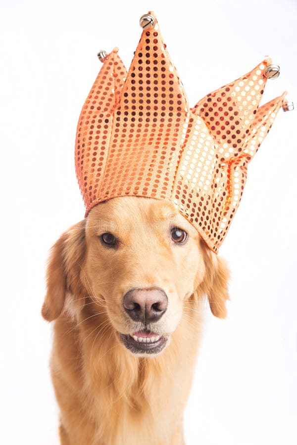 Jester Dog stock photo. Image of happy, jester, handsome - 48600228