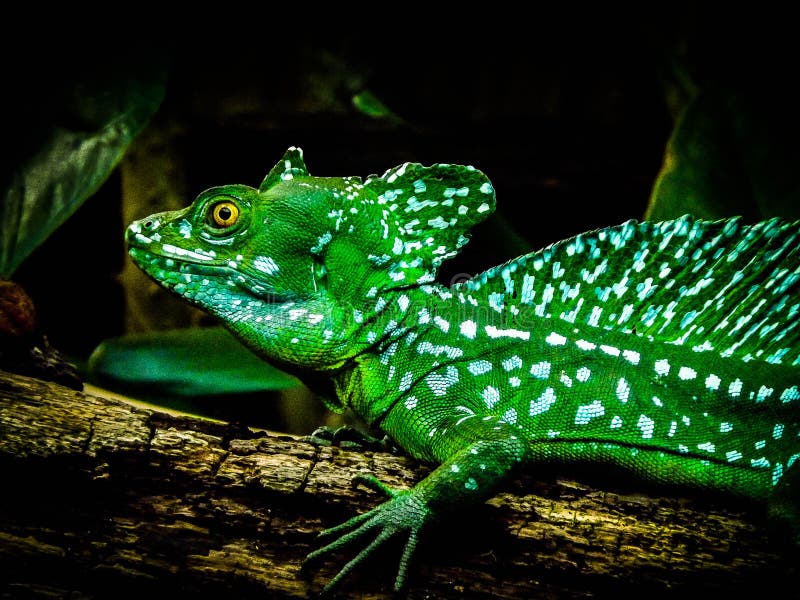 Jesus Lizard Images Jesus Lizards Are Running Wild Across Florida