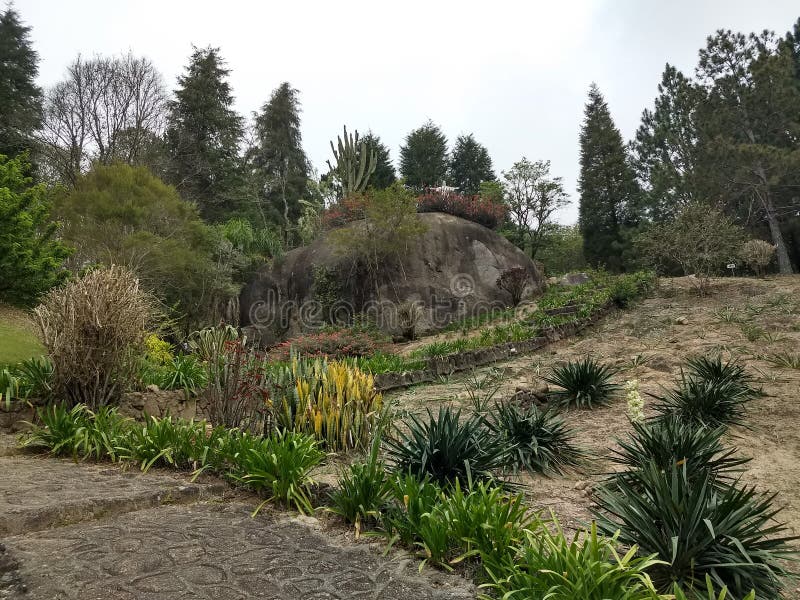 Christ Nature Green Forest Tree Stock Photo - Image of christ, tree ...