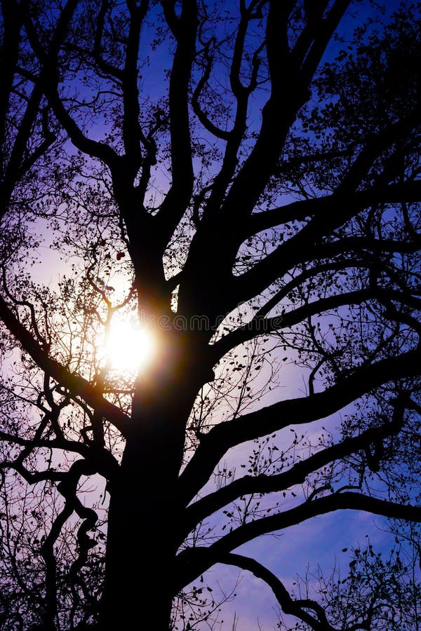 Jet-black tree stock photo. Image of plant, month, harajuku - 152080732