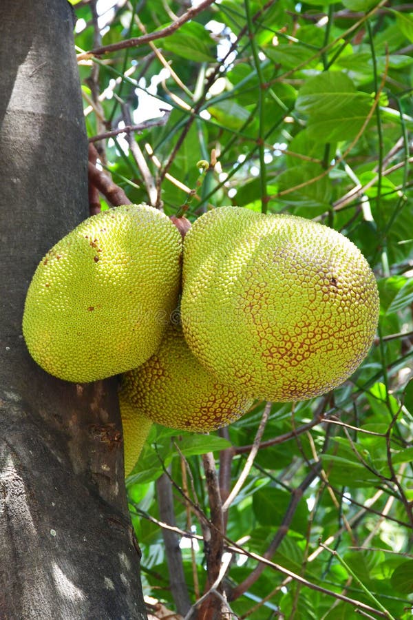 Jet Fruit Artocarpus Heterophyllus Stock Image - Image of tree, exotic ...