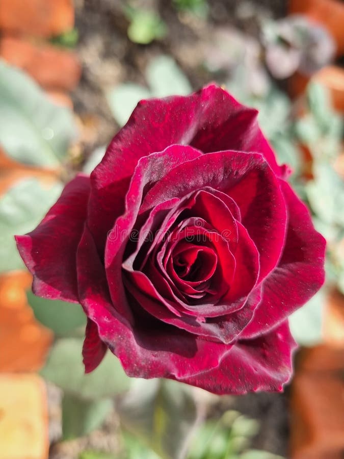 One Single Rose Says More Than a Dozen Stock Image - Image of plant ...