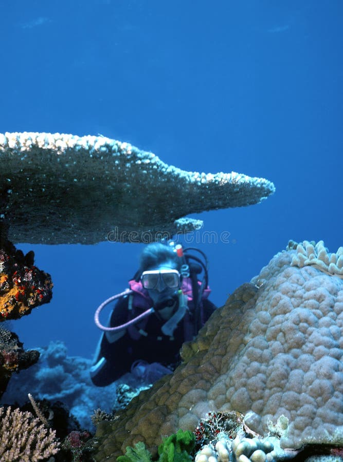 Jetez Un Coup D'oeil Un Boo Photo stock - Image du loisirs, tropical ...