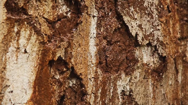 Jets of Water Run Down a Rusty Muddy Wall when it Rains. Stock Footage ...