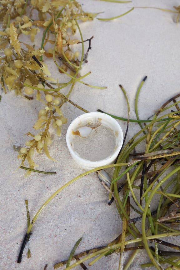 Jetsam - Shell in Cap with Tang and Algae Stock Image - Image of ...