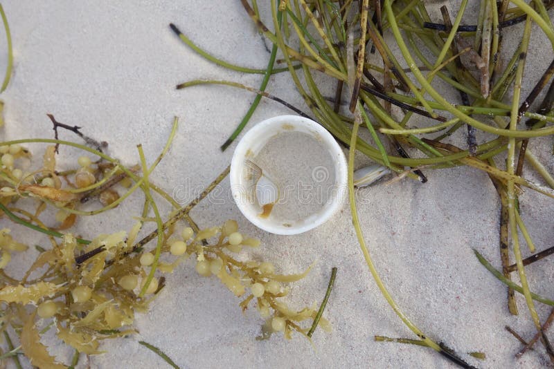 Jetsam - Shell in Plastic Cap with Tang and Algae Stock Image - Image ...