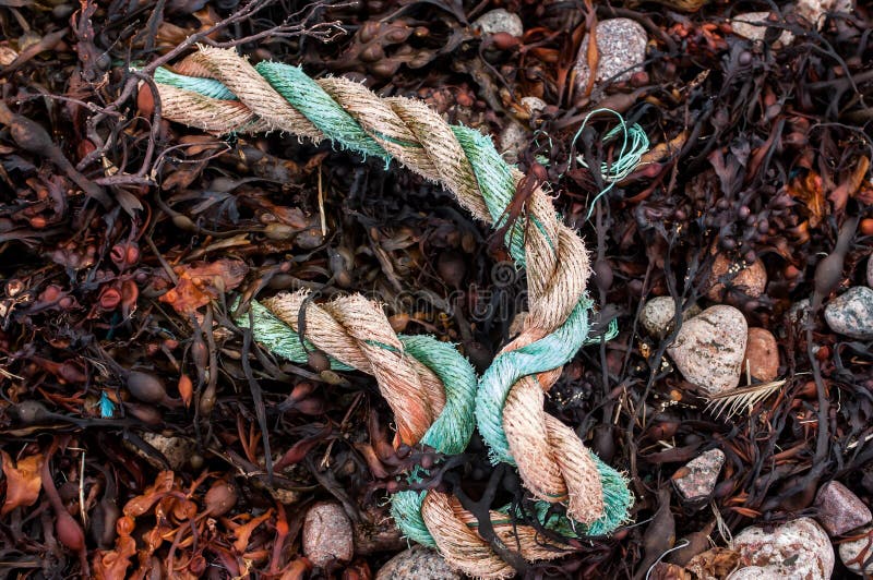Jetsome on a strandline stock photo. Image of seaweed - 49788478