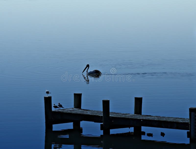 Jetty stock image. Image of seagull, relax, jetty, peace - 983973
