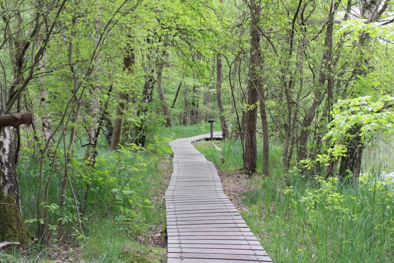 Jetty Briese Moor Swamp Stock Photos - Free & Royalty-Free Stock Photos ...