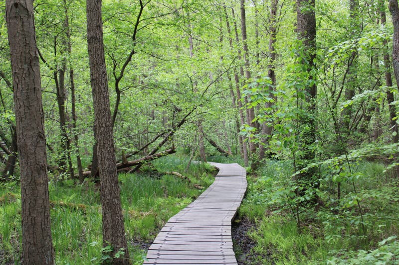 Jetty Briese Moor Swamp Spring Stock Photos - Free & Royalty-Free Stock ...