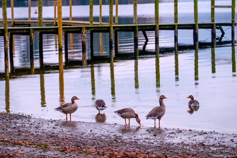 Jetty Posts on the Lake Shore at Derwentwater Stock Image - Image of ...