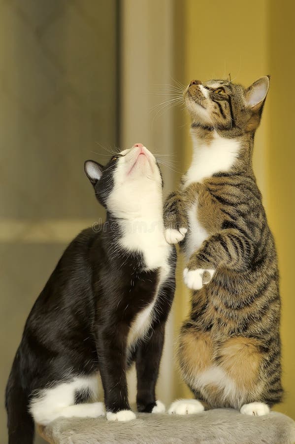 Deux Chats Jouant Sur Le Fond Blanc Image stock - Image du oscillation ...