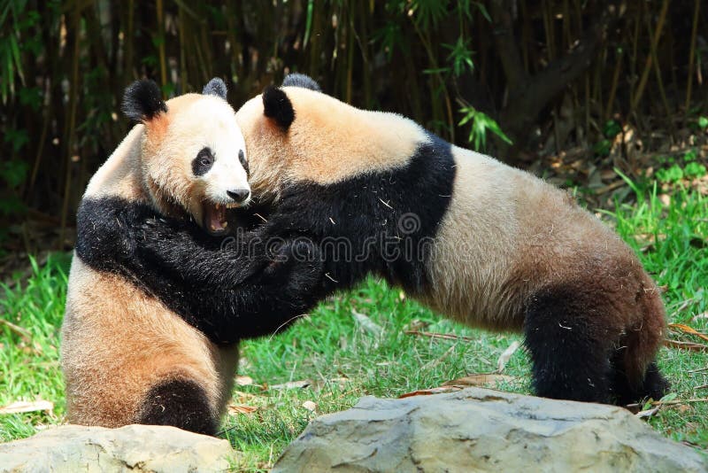 Deux beaux pandas image stock. Image du noir, alimenter - 19802167