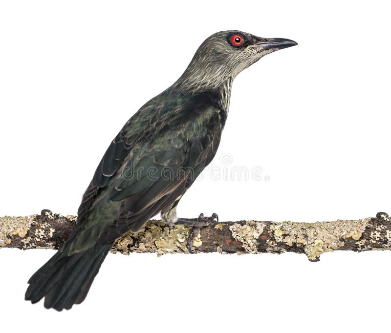 Jeugd Metaalmetallica Van Starling - Aplonis- Stock Afbeelding - Image ...