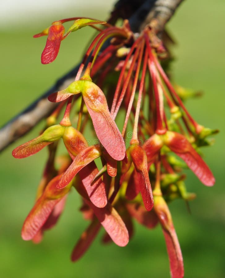 Jeugdfruit Van Rode Esdoorn (Acer-rubrum) Boom Stock Afbeelding - Image ...