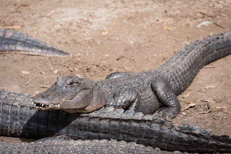 Queue D Un Crocodile Photos Stock - Téléchargez 50 Photos libres de droits