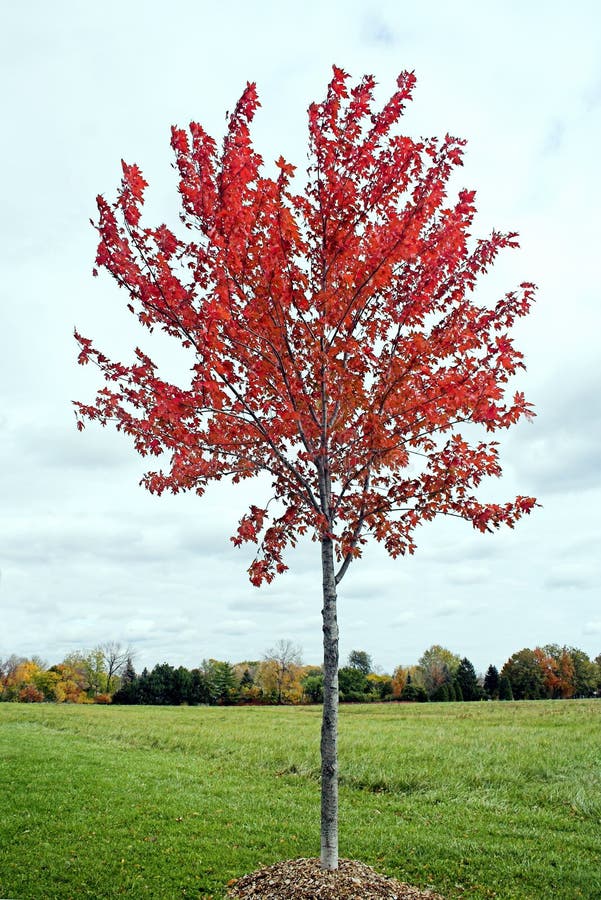 Jeunes d'arbre d'érable image stock. Image du profondément - 9347751