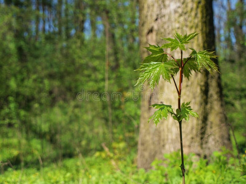 Jeunes d'arbre d'érable image stock. Image du beau, saison - 9347751