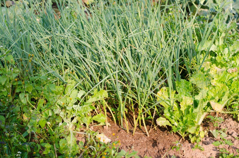 Jeune arbre d'ail photo stock. Image of paillis, cultivé - 67477794