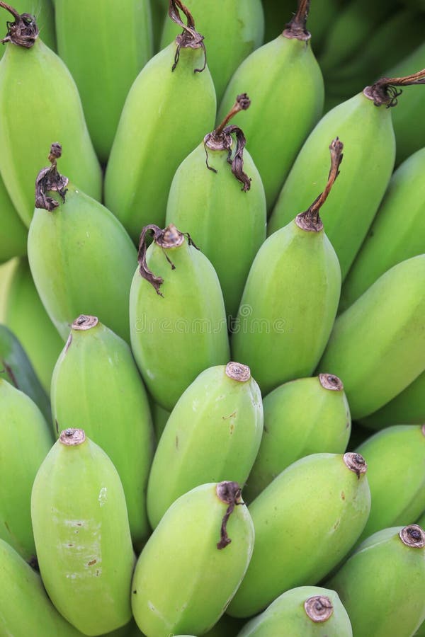 Jeune Banane Verte Sur L'arbre Photo stock - Image du groupe, isolement ...