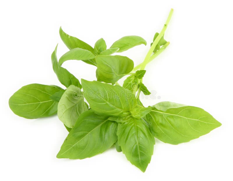 Basilic Frais Sur Le Fond Blanc Image stock - Image du frais ...