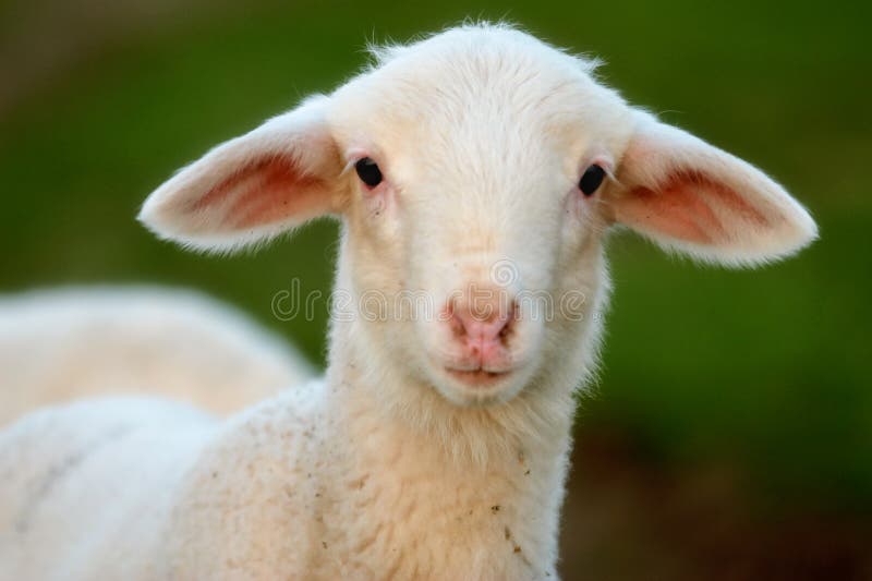 Jeune brebis photo stock. Image du berger, prairie, tête - 786472
