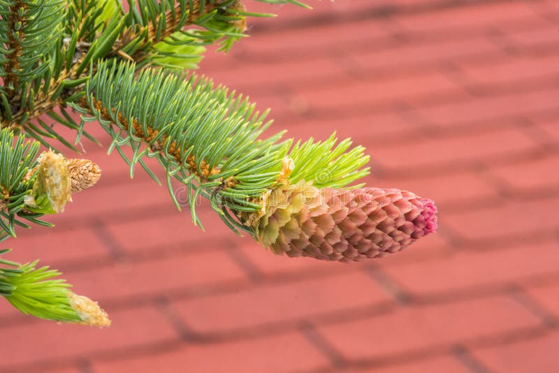 Jeune cône de sapin rouge photo stock. Image du développement - 72806704