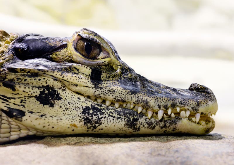 Caiman noir photo stock. Image du crocodile, animal, bouche - 16676284