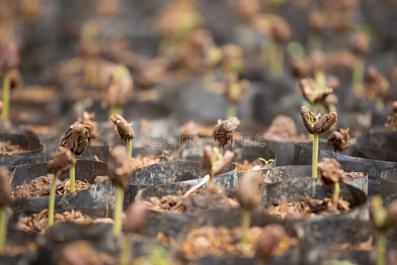 Cacaoyer En Semant Le Sac, En Serre Chaude Photo stock - Image du ...