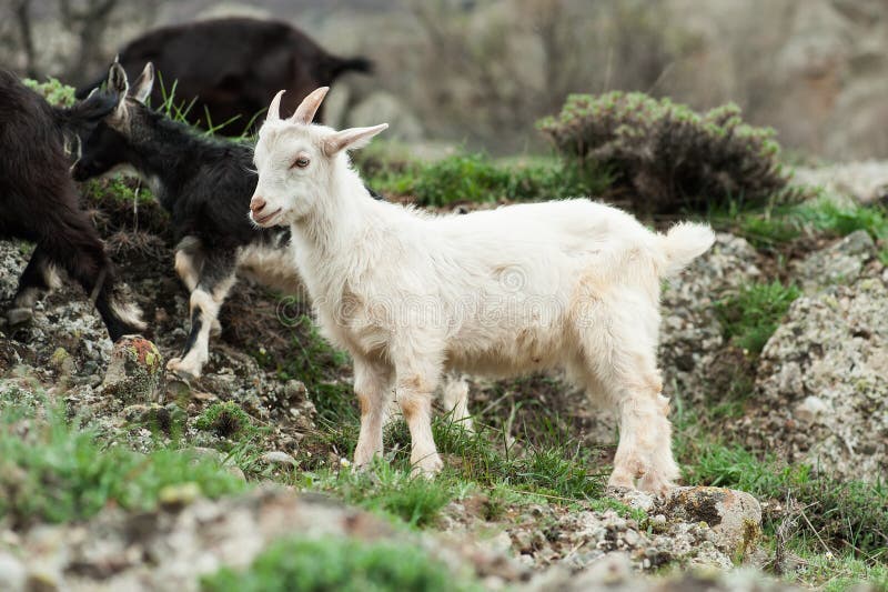 Jeune chèvre blanche image stock. Image du gosse, fond - 67175445
