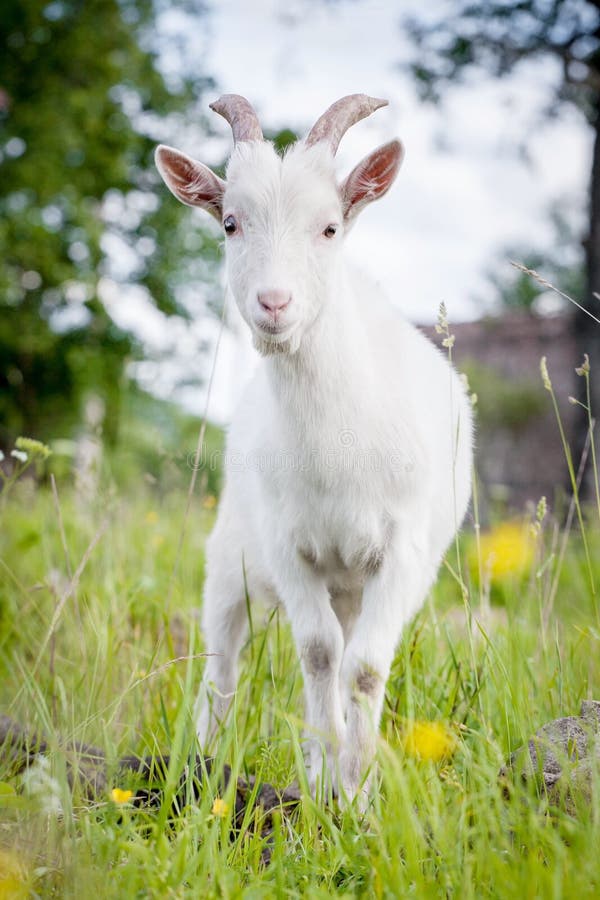 Jeune Chèvre Blanche Mignonne Image stock - Image du domestique, drôle ...