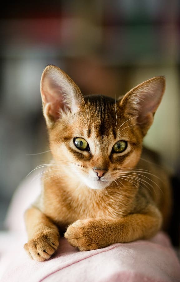 La Jeune Chatte Rouge Abyssinienne Est Allongée Sur Le Sol Photo stock ...