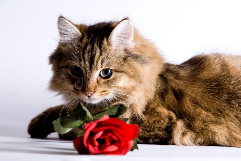 Jeune chat avec une rose photo stock. Image du carte, salutation - 4087054