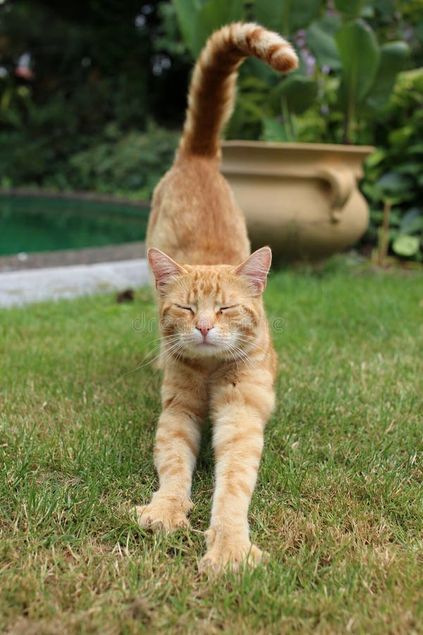 14,864 Chat Beige Photos libres de droits et gratuites de Dreamstime