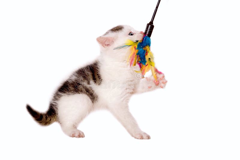 Jeune Chat Jouant Avec Des Jouets De Chat Photo stock - Image du ...