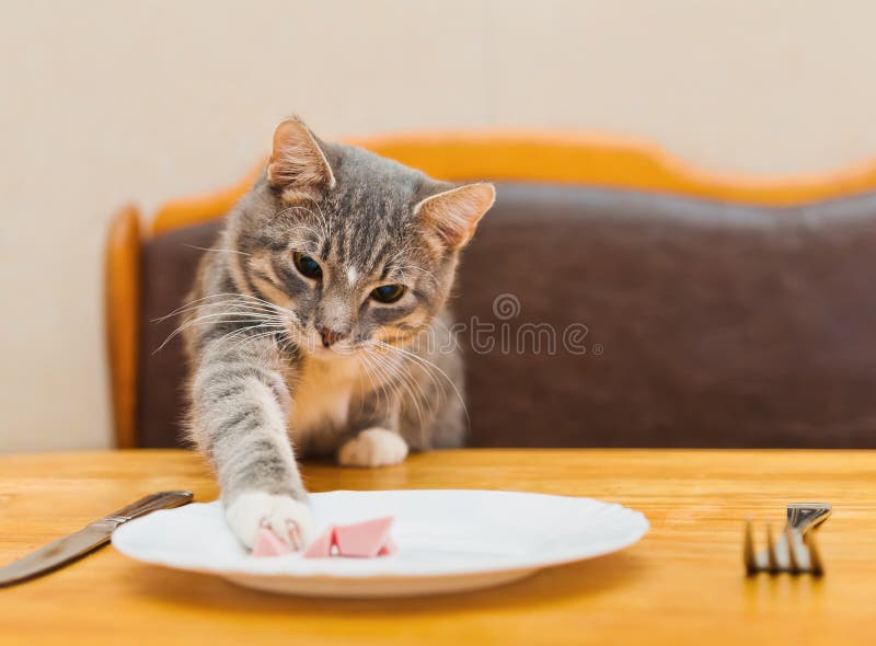 Jeune Chat Mangeant De La Nourriture Du Plat De Cuisine Photo stock ...