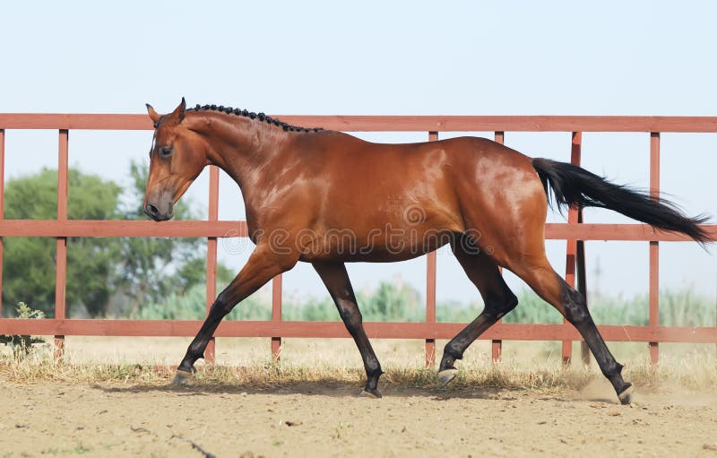 Jeune Cheval Brun De Trakehner Photo stock - Image du jeune, trakehner ...