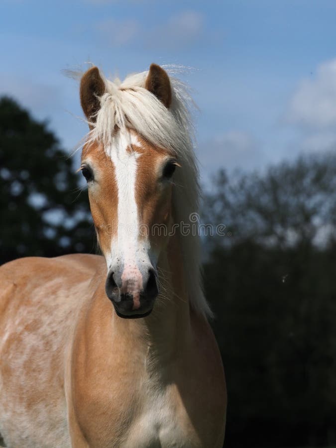 Jeune cheval dans le pré image stock. Image du campagne - 133654257