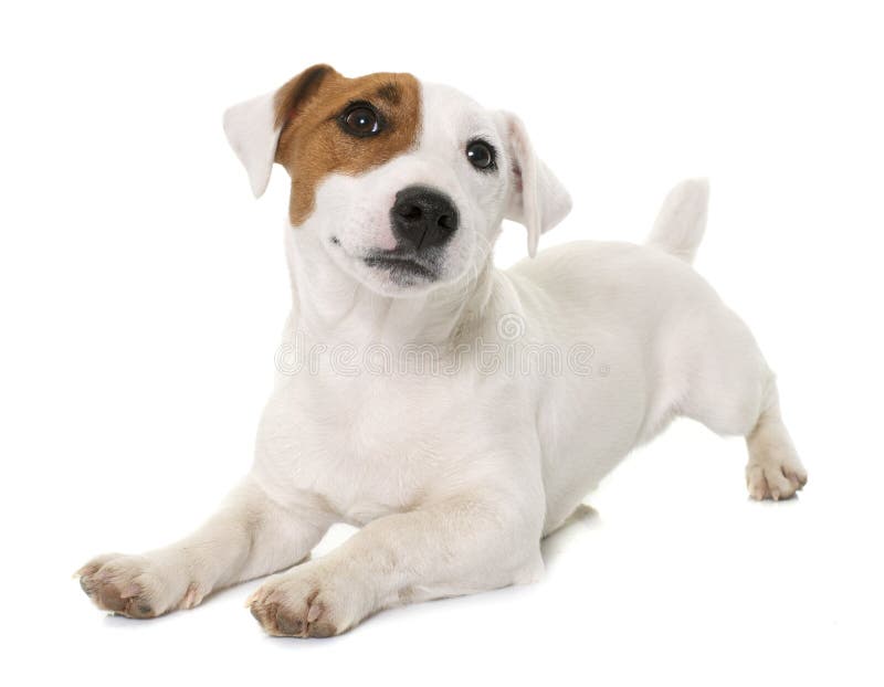 Jeune Chien Terrier De Russel De Plot Image stock - Image du blanc ...