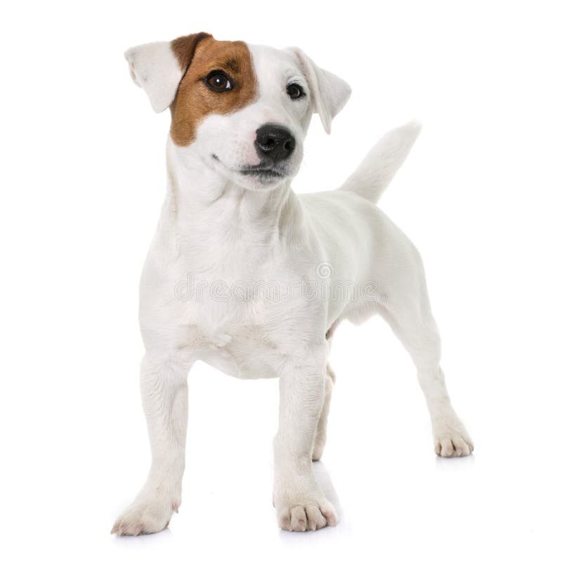 Jeune Chien Terrier De Russel De Plot Photo stock - Image du masculin ...