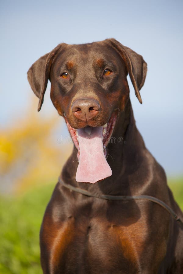 Chiot de dobermann image stock. Image du chiot, dobermann - 15571265