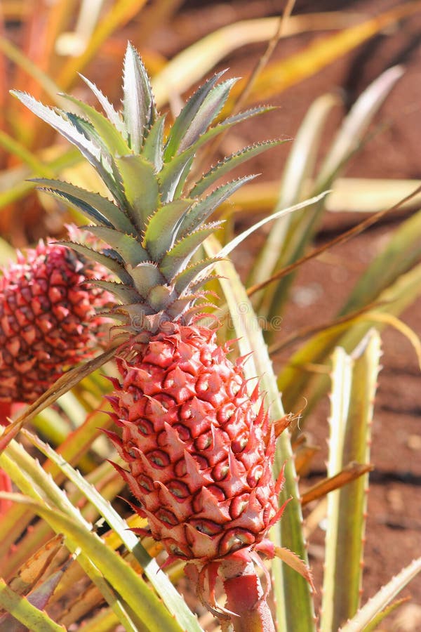 Ananas Rose Sur Un Fond Bleu Photo stock - Image du fruits, créateur ...